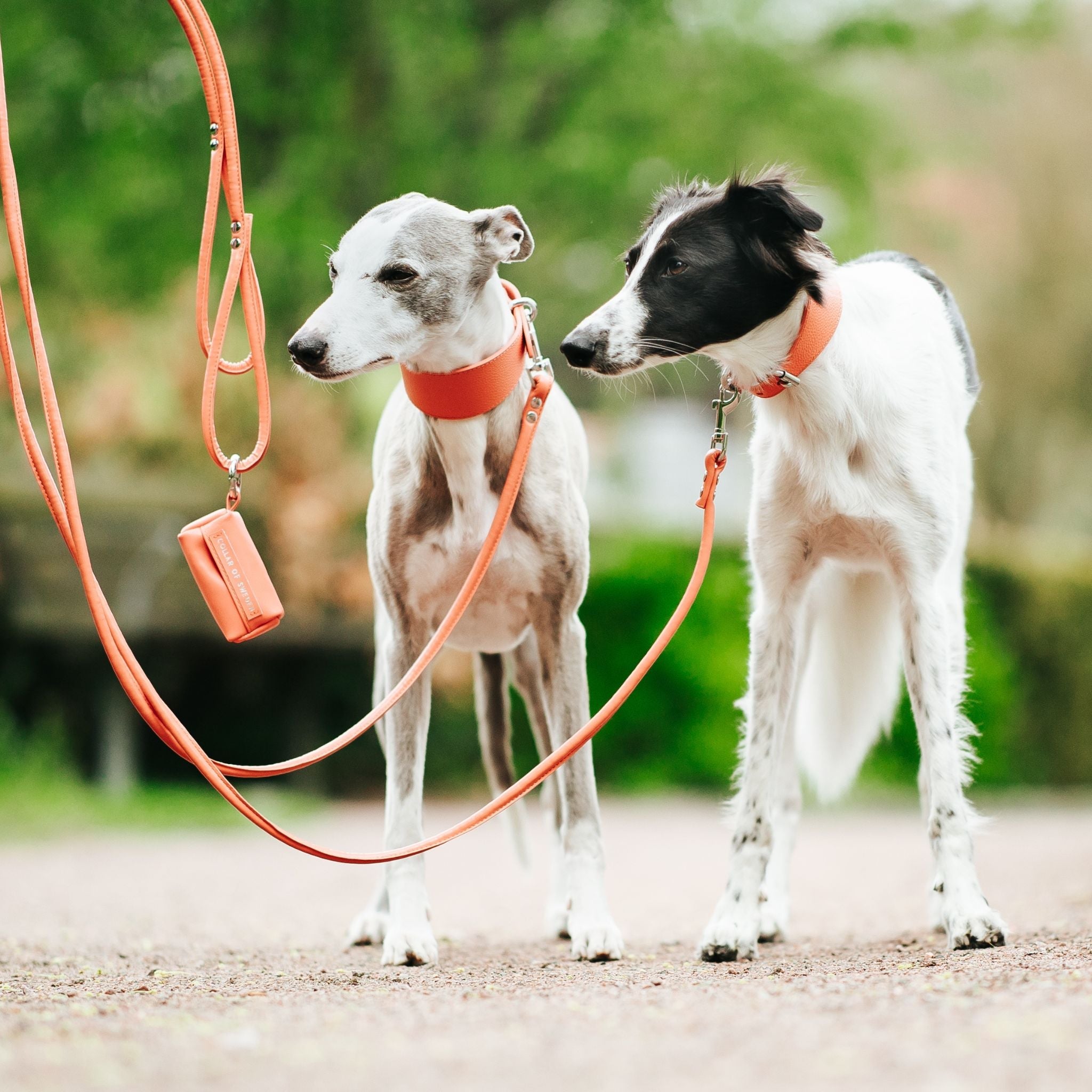 Dog Collars – Trendy & Adjustable – Collar of Sweden